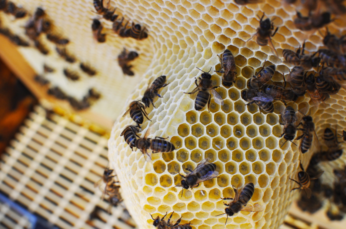 Luce Moreau, that artist who sculpted with bees : Makery